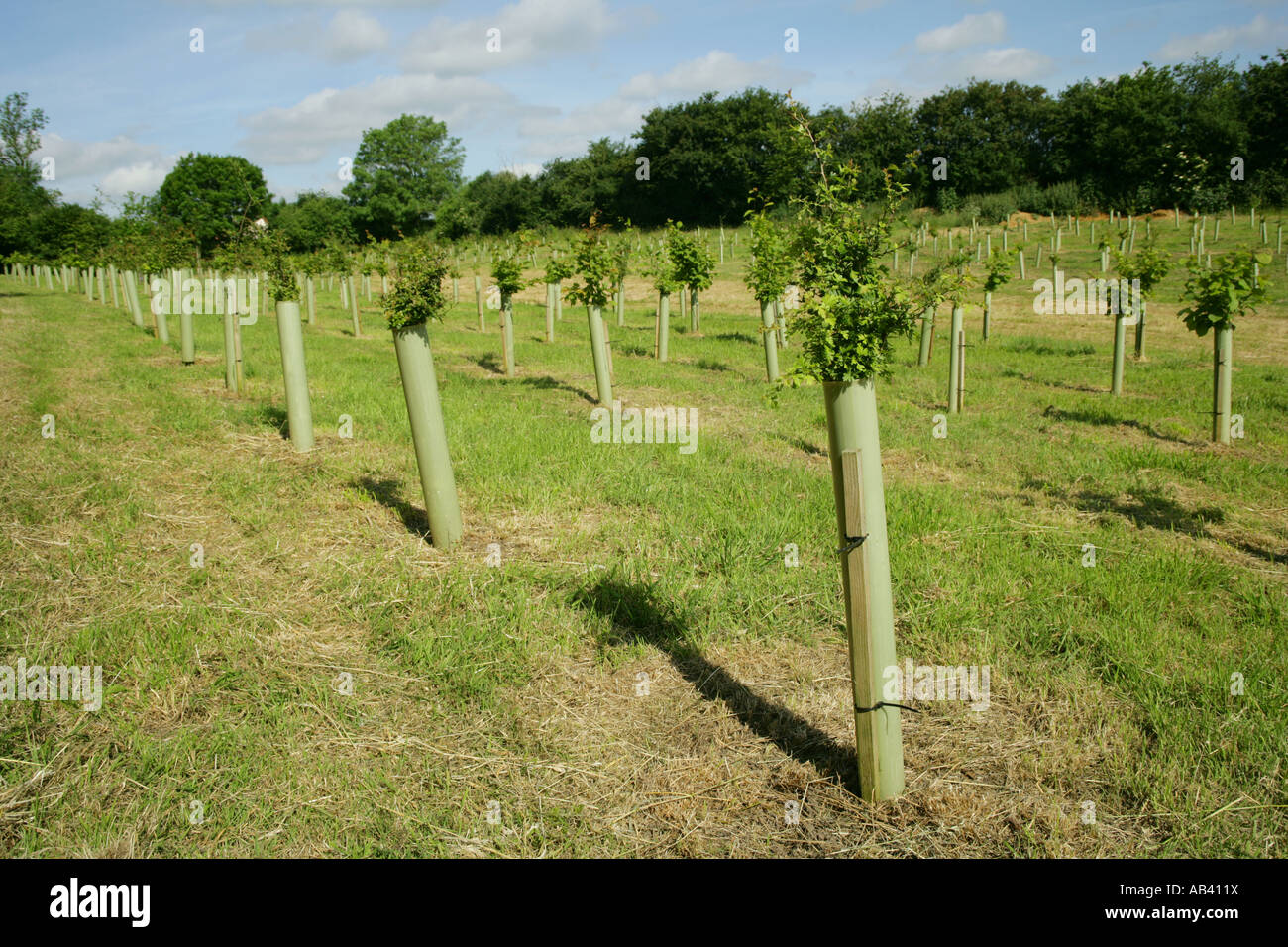 Tree saplings planted on farmland earmarked for the building of a new ...