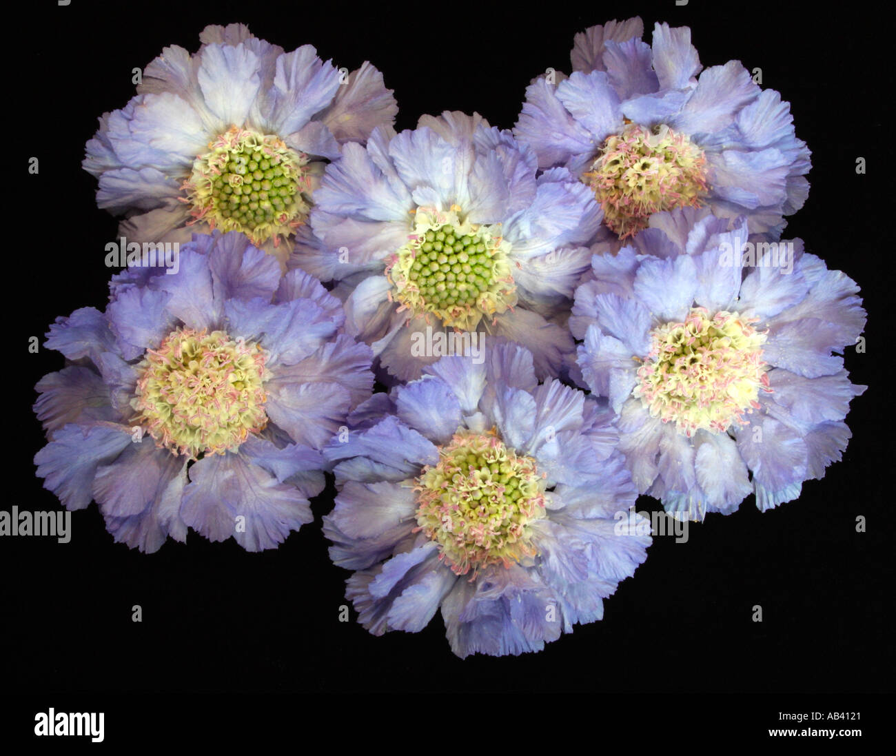 Blue Scabious flowers, belonging to the Teasel family, commonly called ...