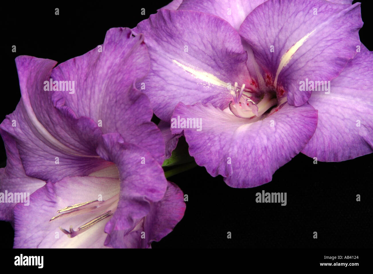Iridaceae, Gladioli . Purple, lilac Gladioli flower heads Stock Photo ...