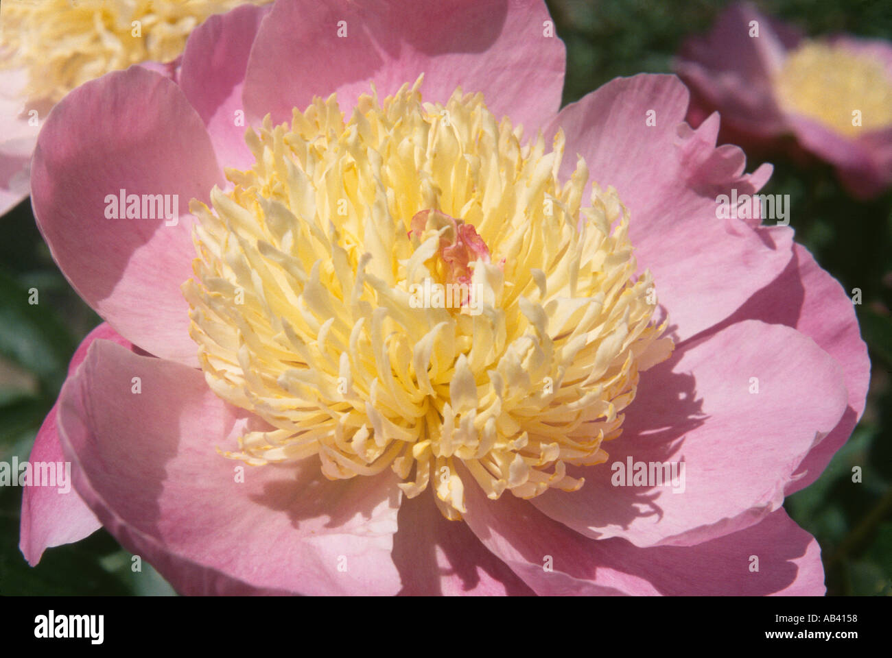 Pink Bicolor Peony Stock Photo - Alamy