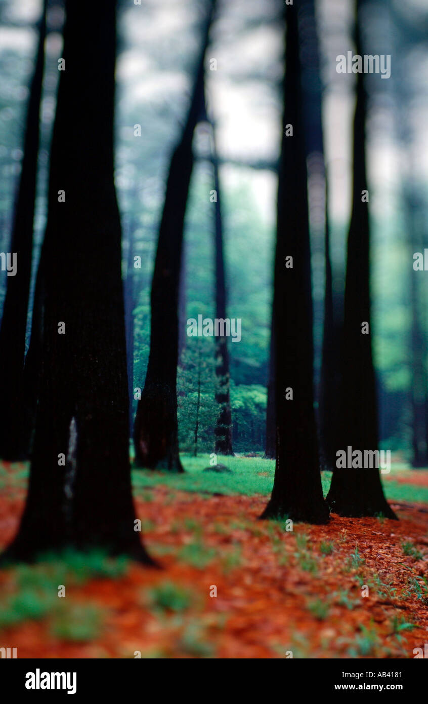 Tall trees in a forest with red earth landscape in color Stock Photo ...