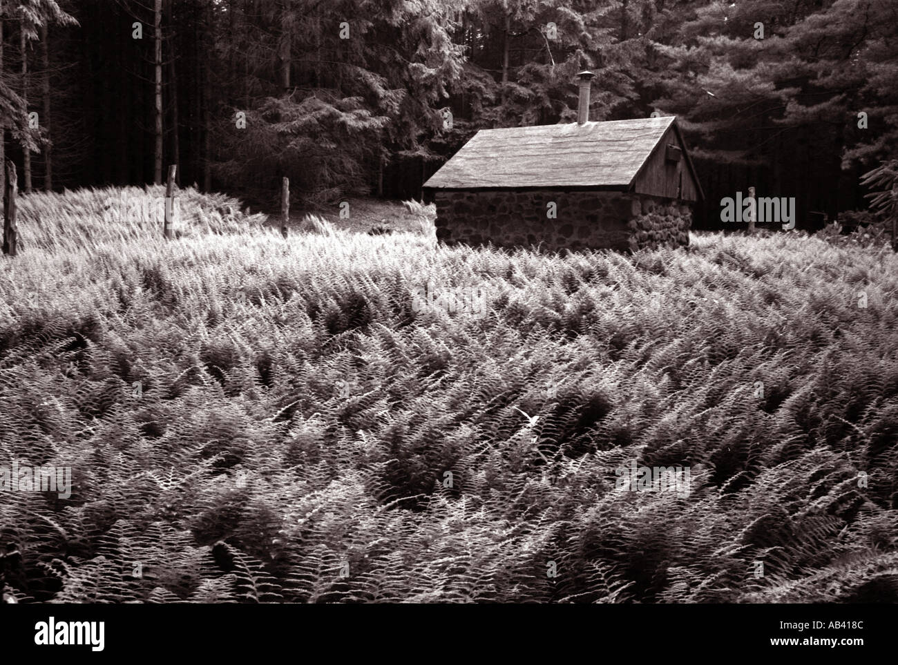small cabin in a forest surrounded by ferns Stock Photo - Alamy
