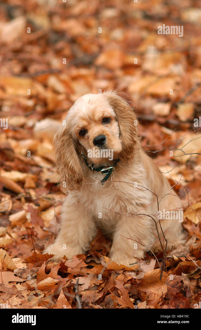 Cute puppy looking at camera puppies dog dogs Stock Photo - Alamy