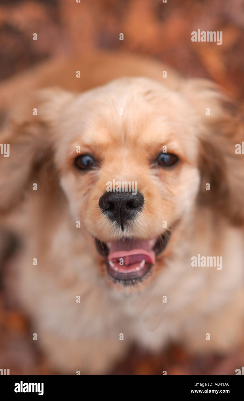 cute puppy Cocker Spaniel puppy with smile Stock Photo - Alamy
