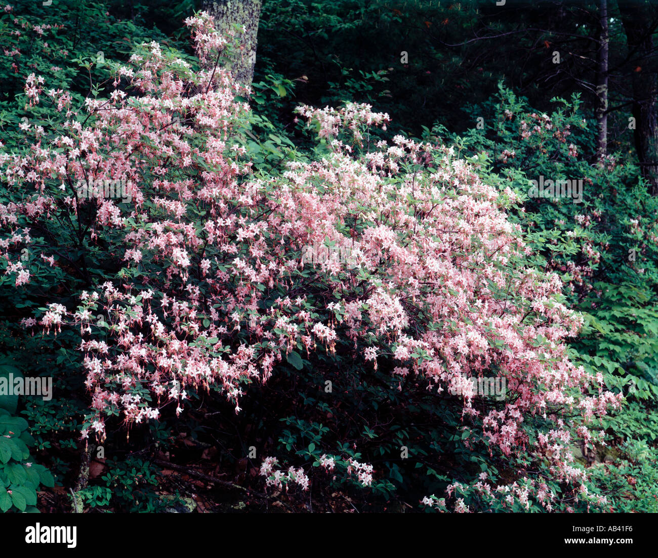 Shenandoah national park wildflowers virginia hi-res stock photography ...