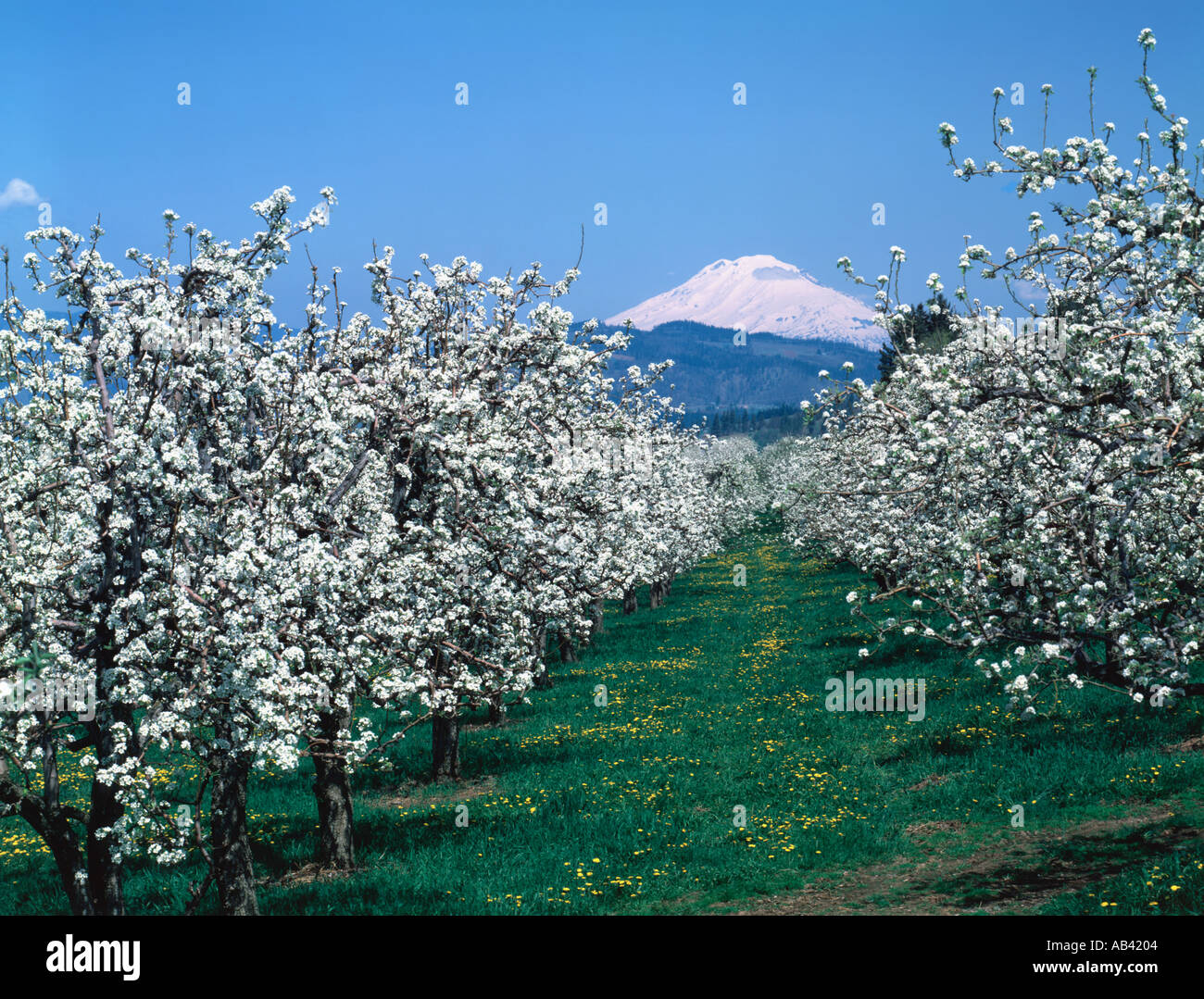 Mount Adams in Washington State seen from the fruit orchards of the ...