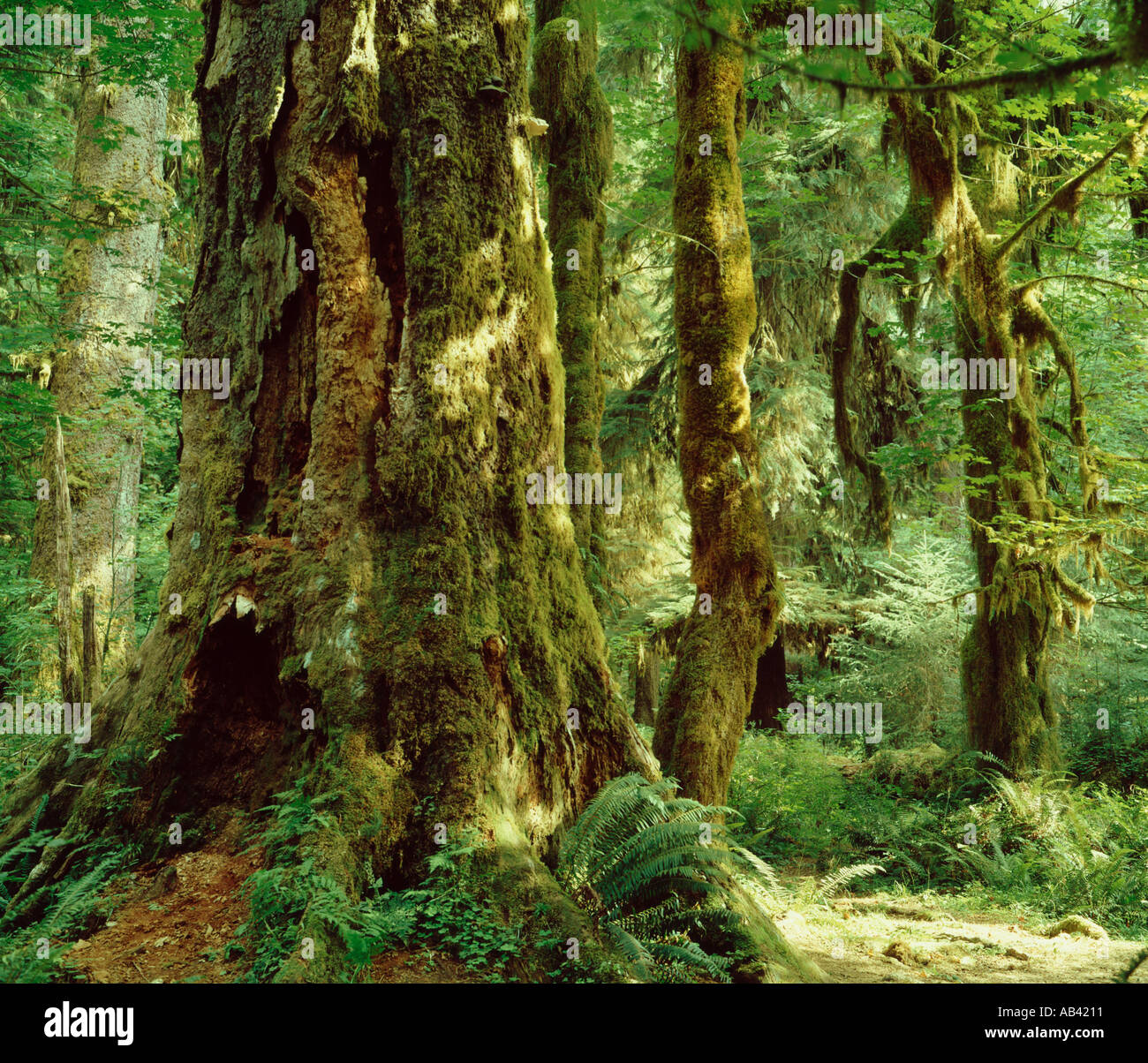 Olympic National Park in Washington showing moss covered trees and ...