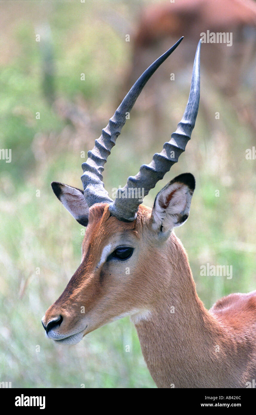 Headshot of an impala hi-res stock photography and images - Alamy