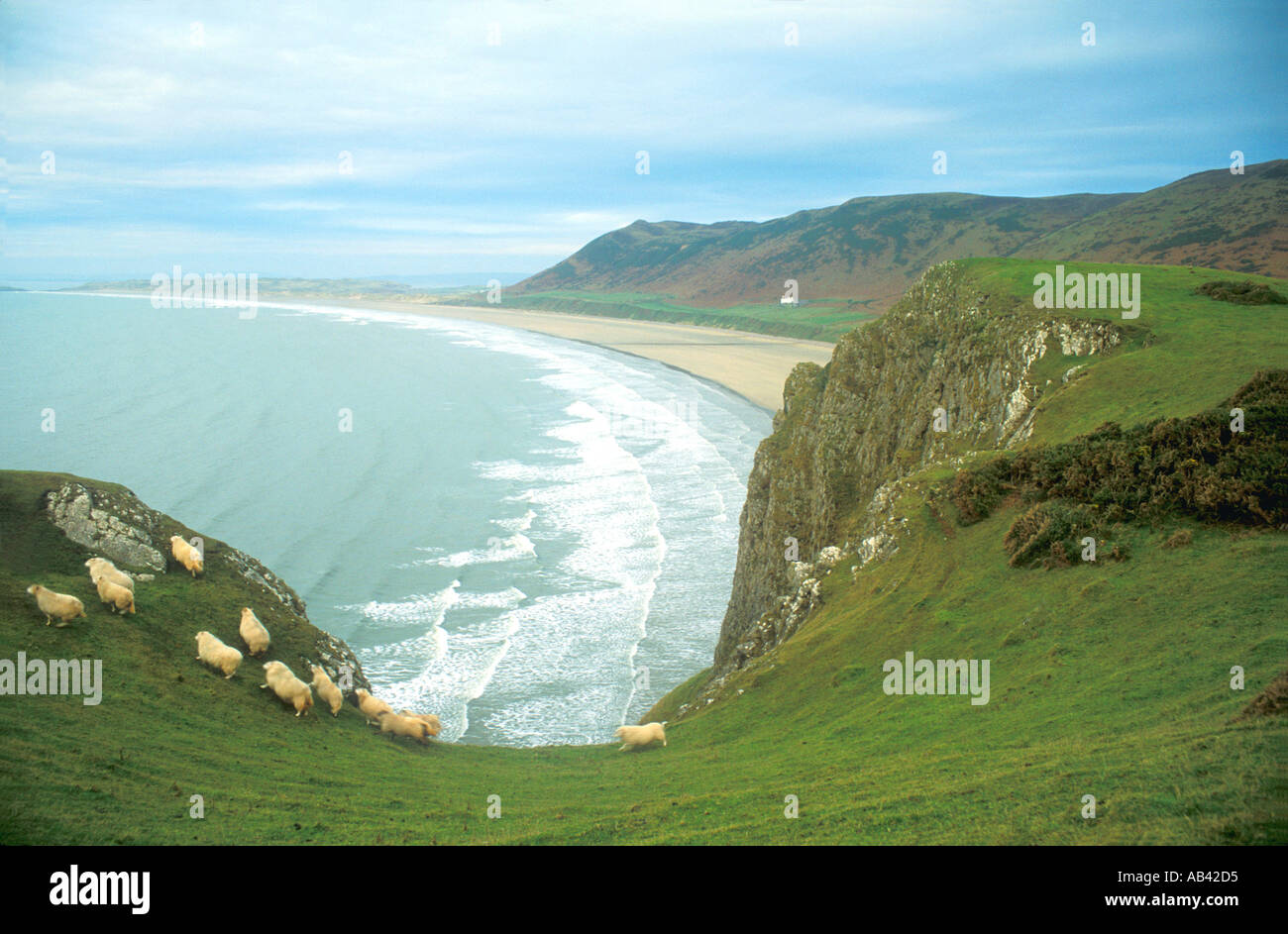 Sheep running on cliff path Rhossili beach Gower Swansea South Wales ...