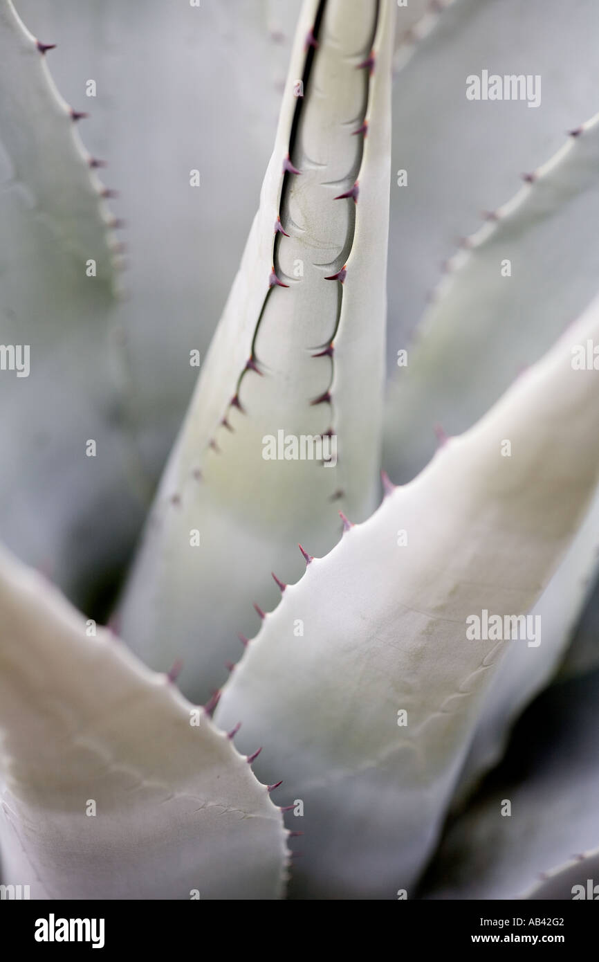 AGAVE HAVARDIANA LEAF FORMATION SHOWING THE IMPRINT OF EACH LEAF DUE TO ...