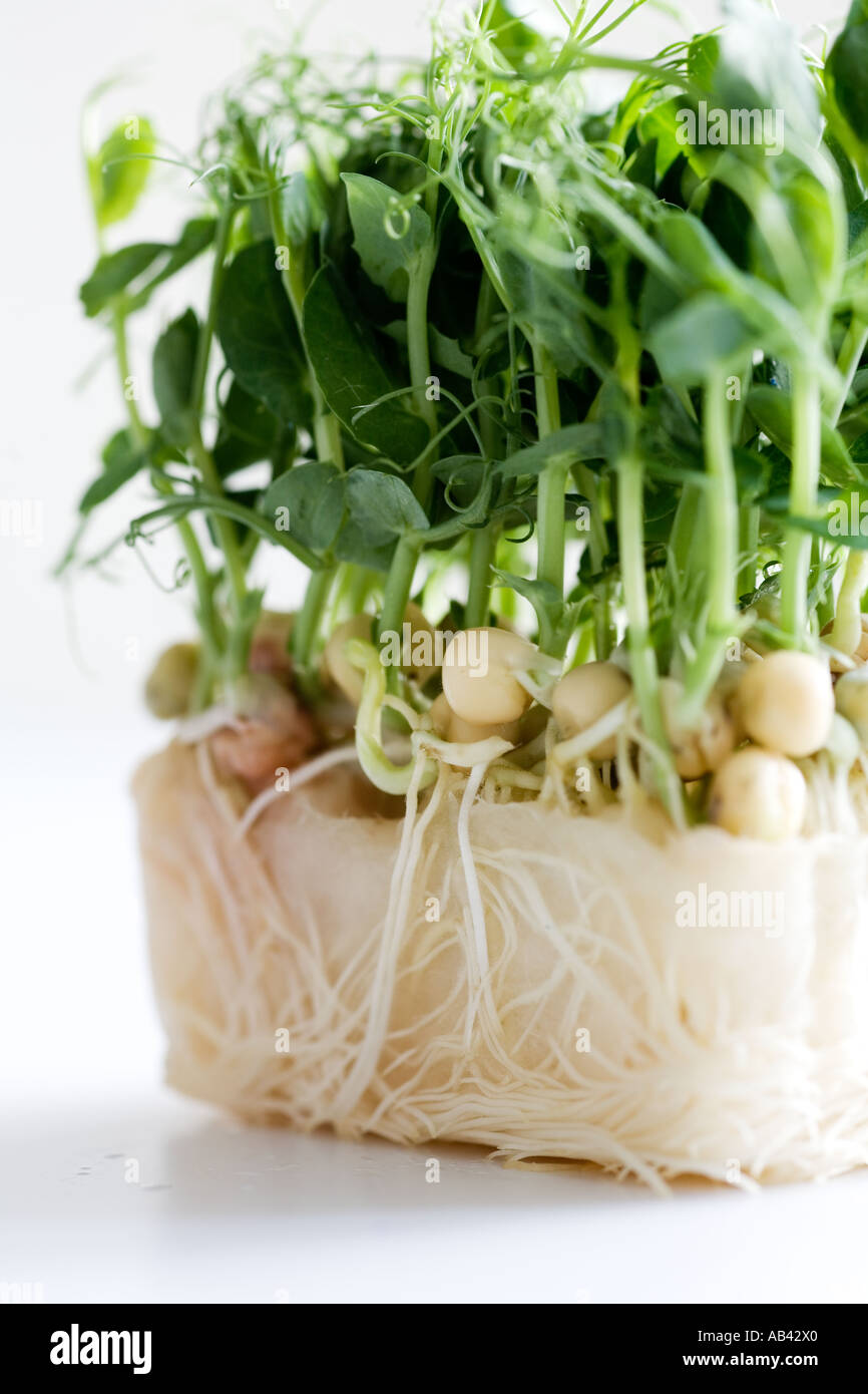 SEEDLINGS OF AFFILA PART OF SAKURA CRESS MIX FOR CONNOISSEURS GROWN IN ...