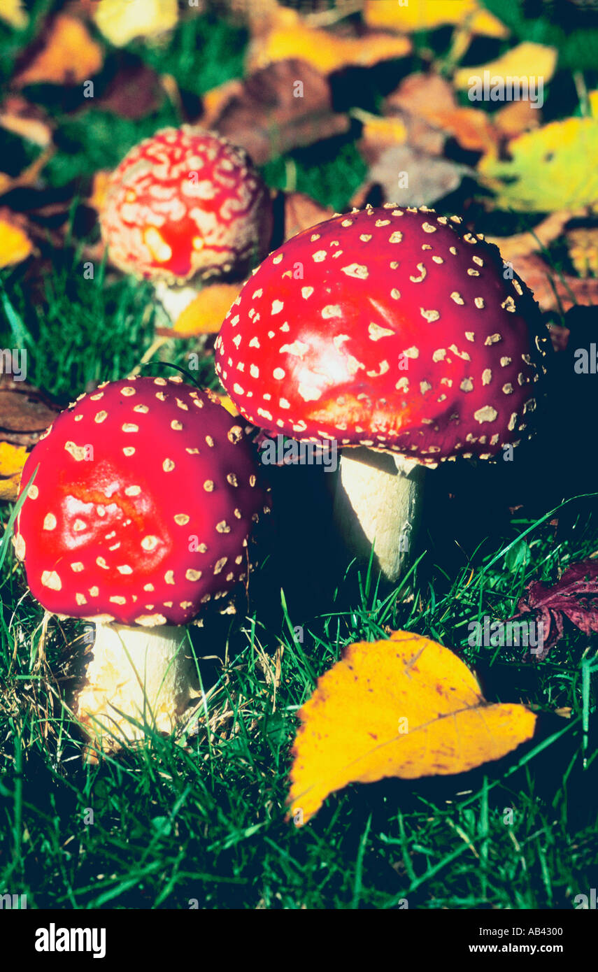 Toadstool Stock Photos & Toadstool Stock Images - Alamy