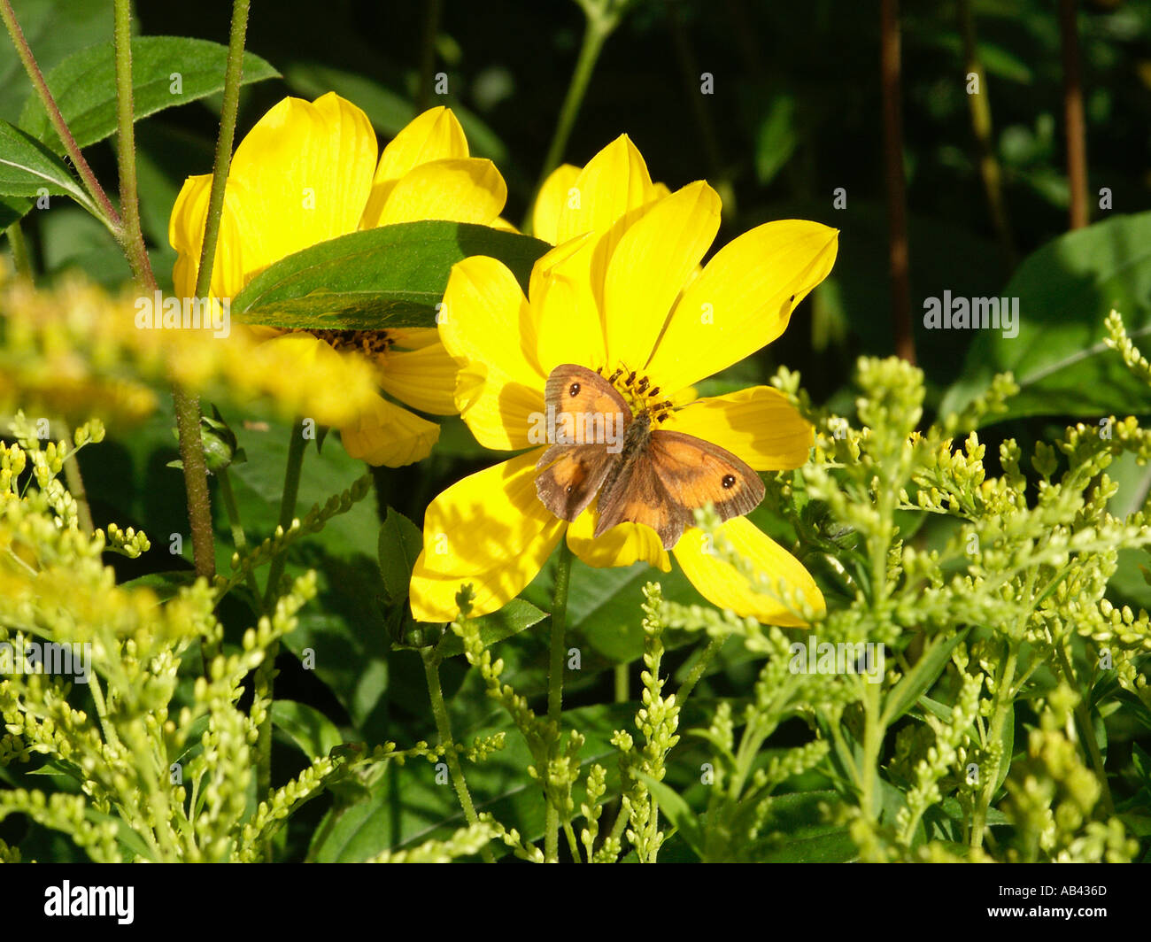 Rudbeckia with Gatekeeper butterfly Pyronia tithonus female Lepidoptera ...
