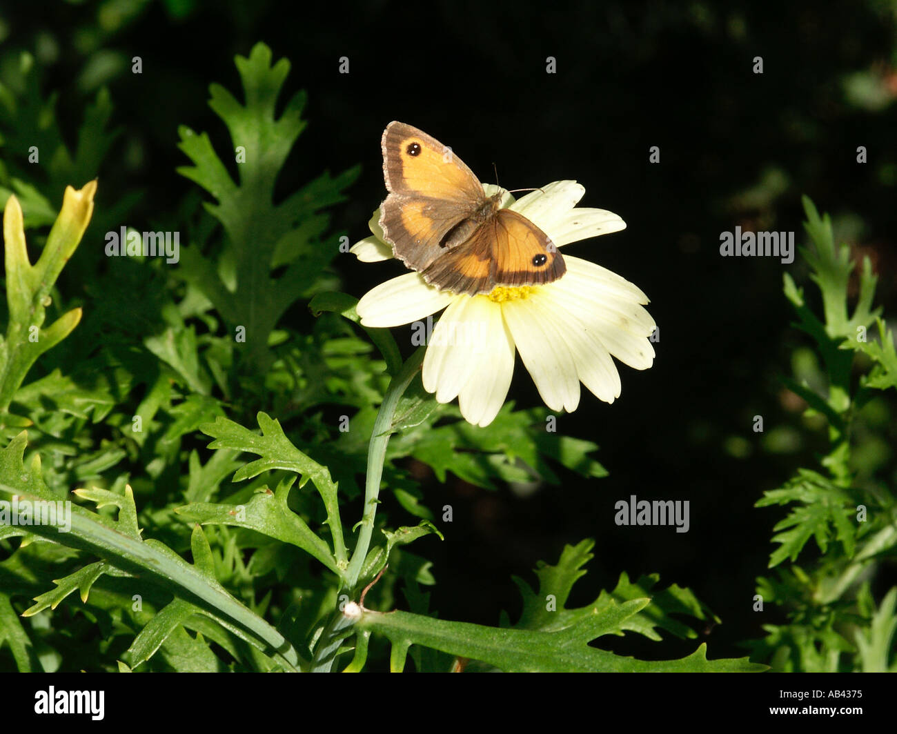 Gatekeeper Butterfly Pyronia tithonus female Lepidoptera Stock Photo ...