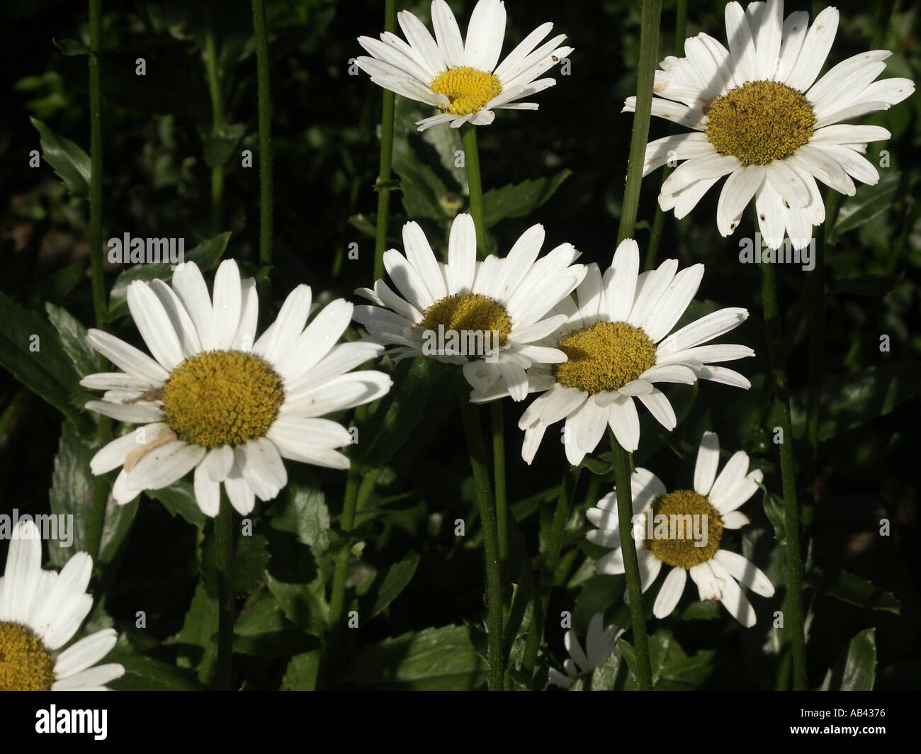 Large daisy like flower head hi-res stock photography and images - Alamy
