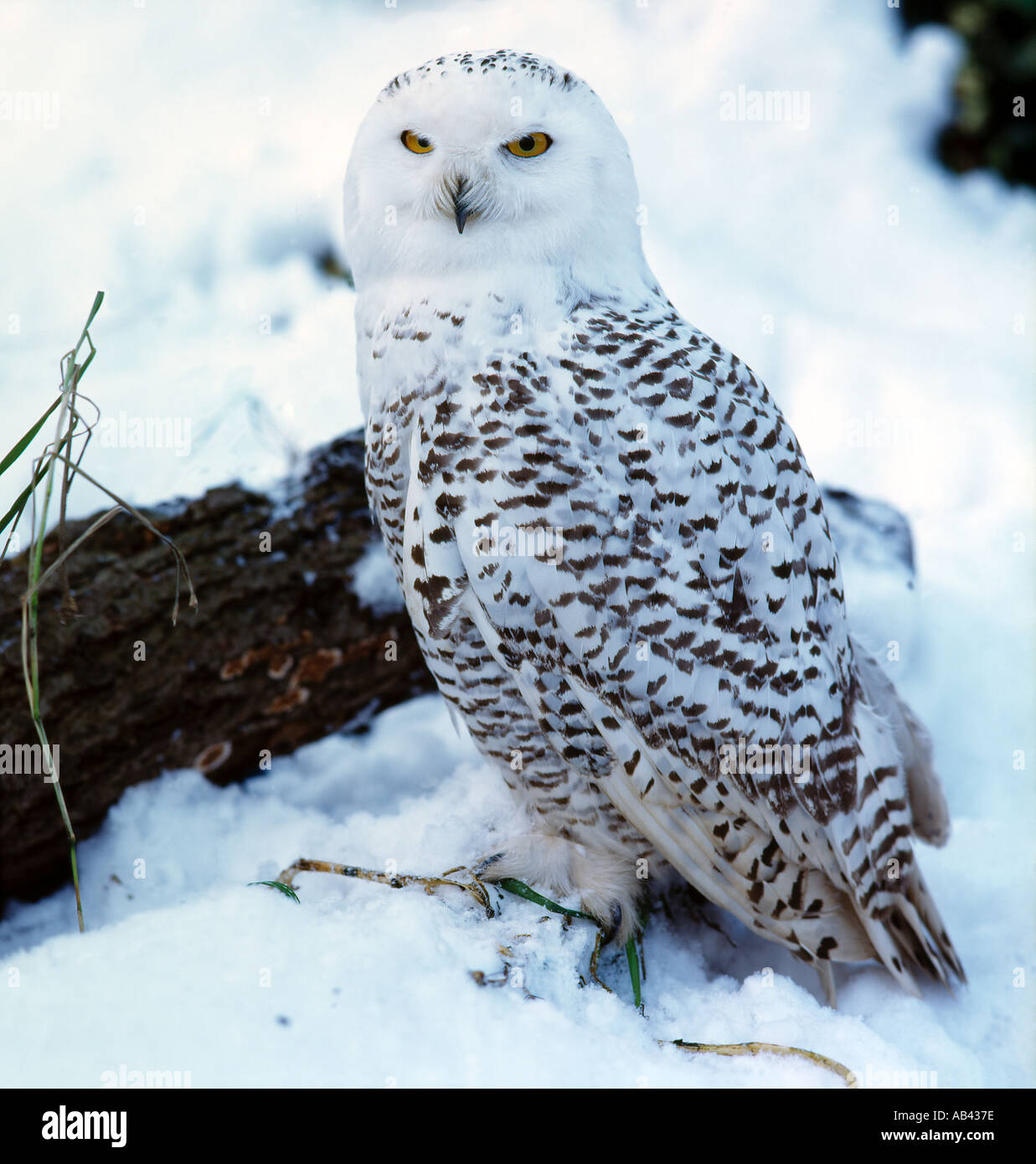 Snowy owl on arctic tundra hi-res stock photography and images - Alamy