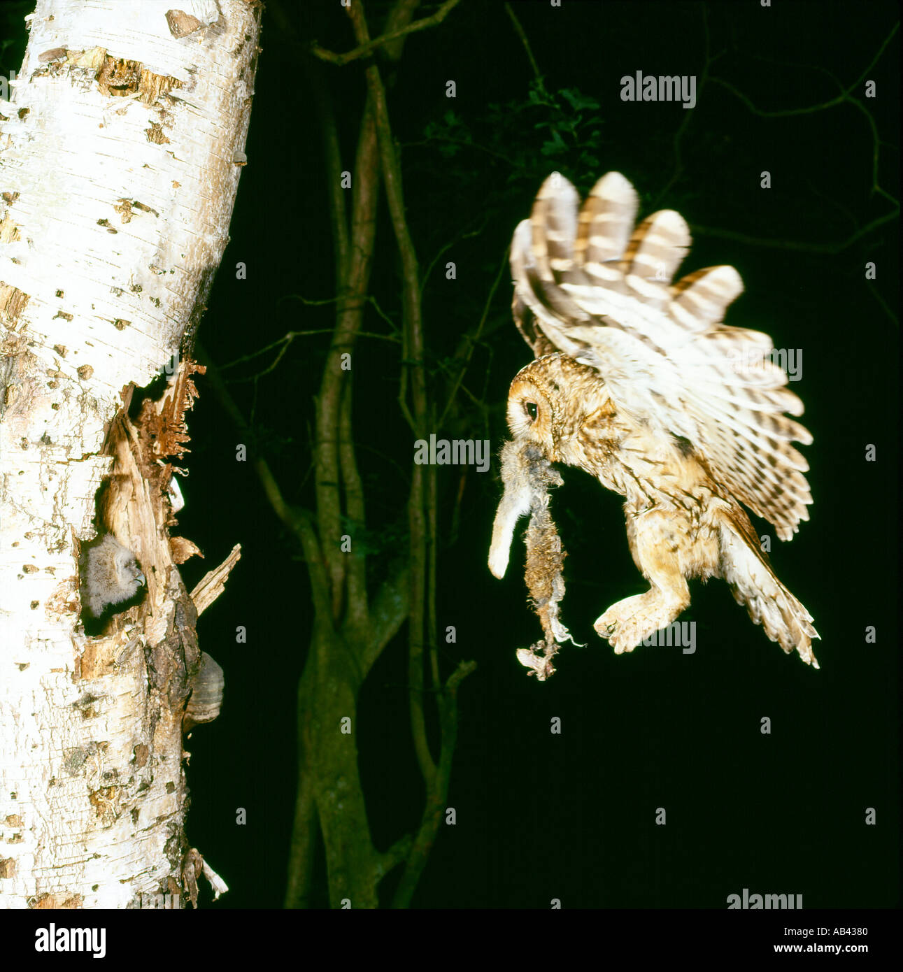 Strixo hi-res stock photography and images - Alamy