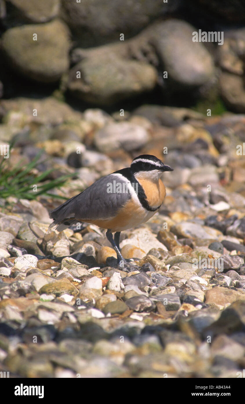 Plover crocodile hi-res stock photography and images - Alamy