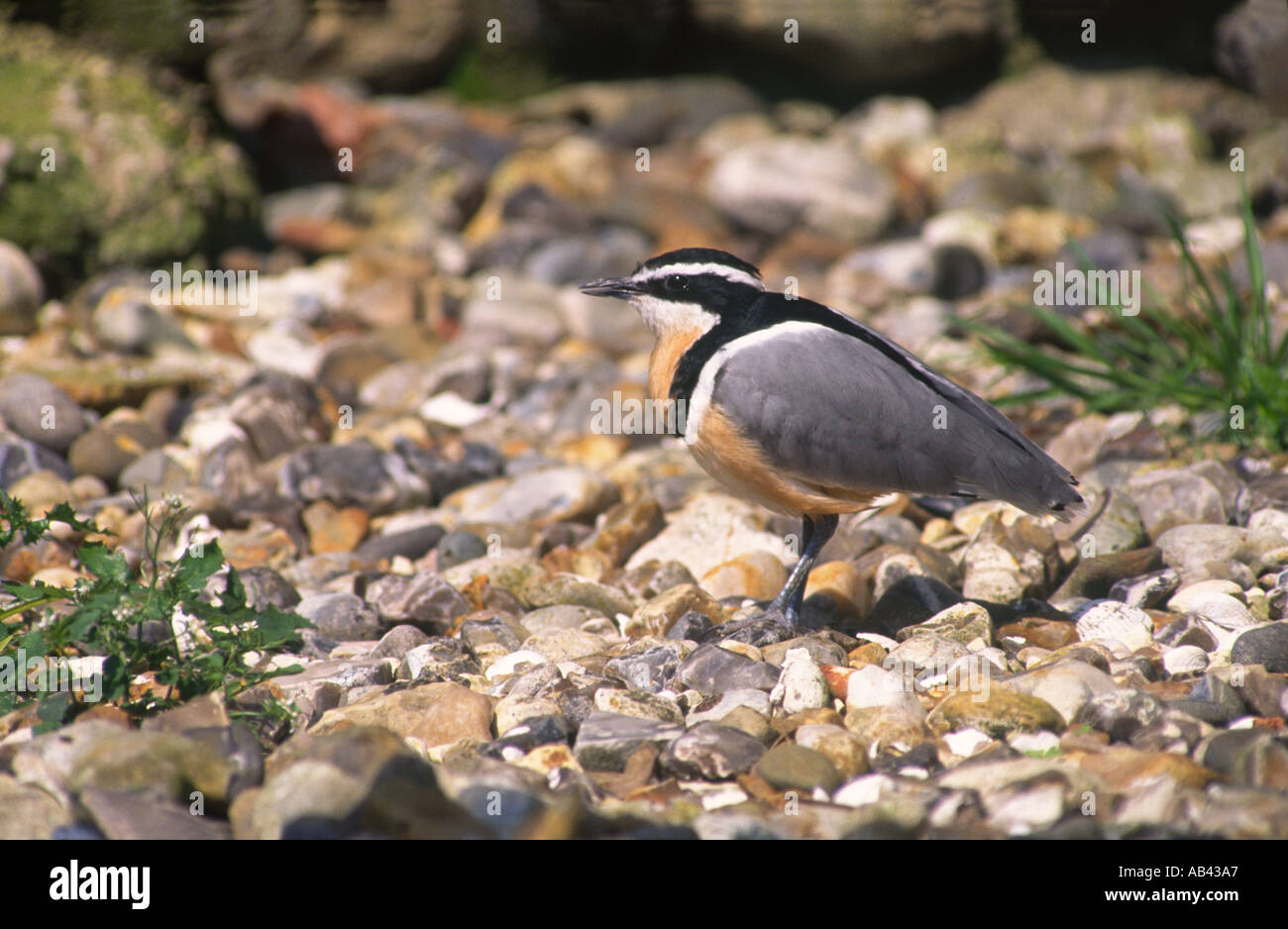 Plover bird crocodile hi-res stock photography and images - Alamy
