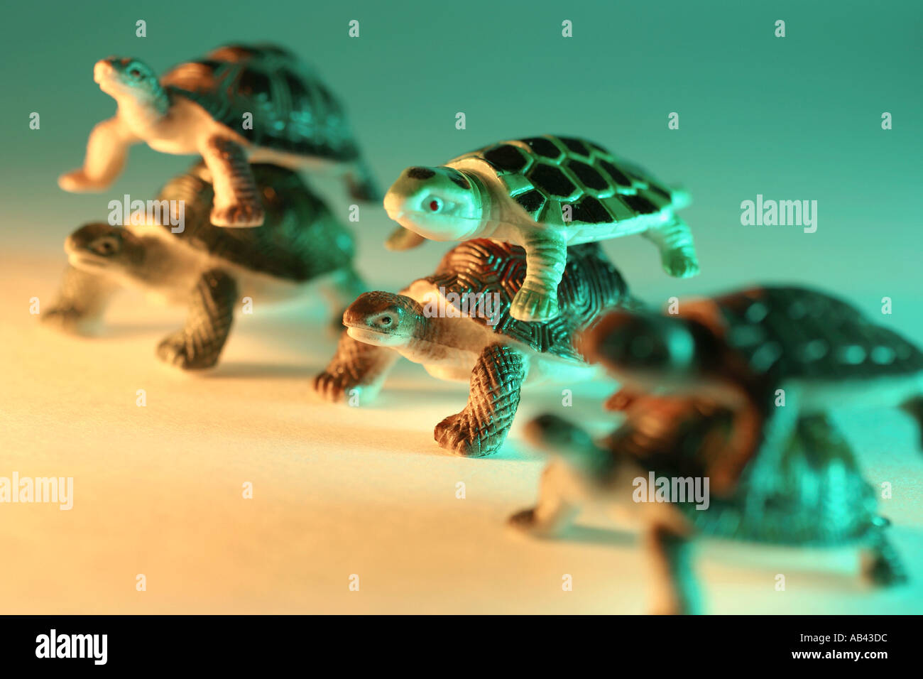 Racing turtles hi-res stock photography and images - Alamy