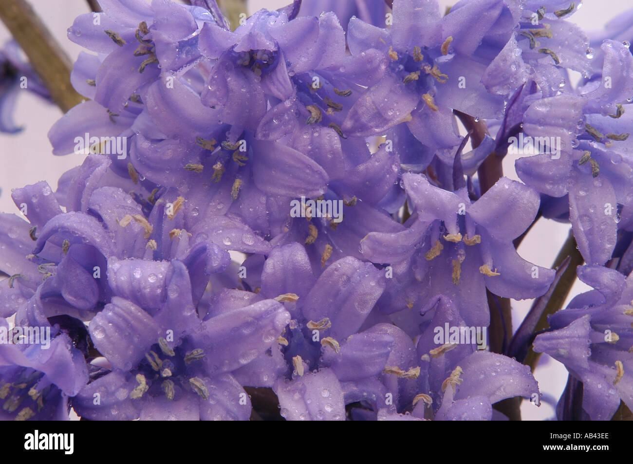Bluebelles hi-res stock photography and images - Alamy