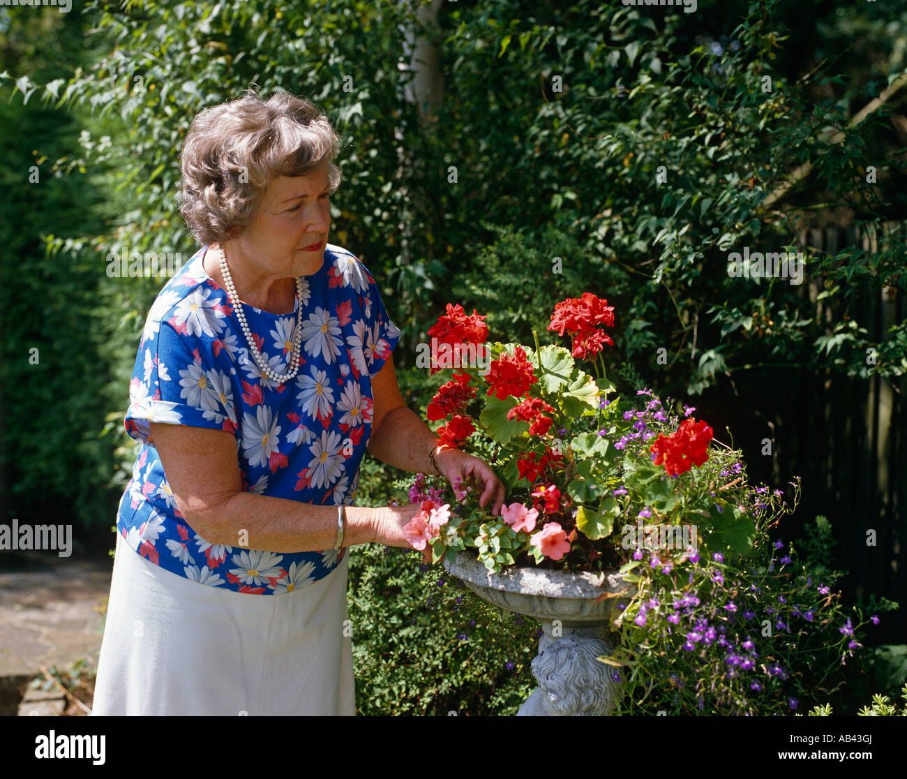 Senior lady arranging geraniums Stock Photo - Alamy