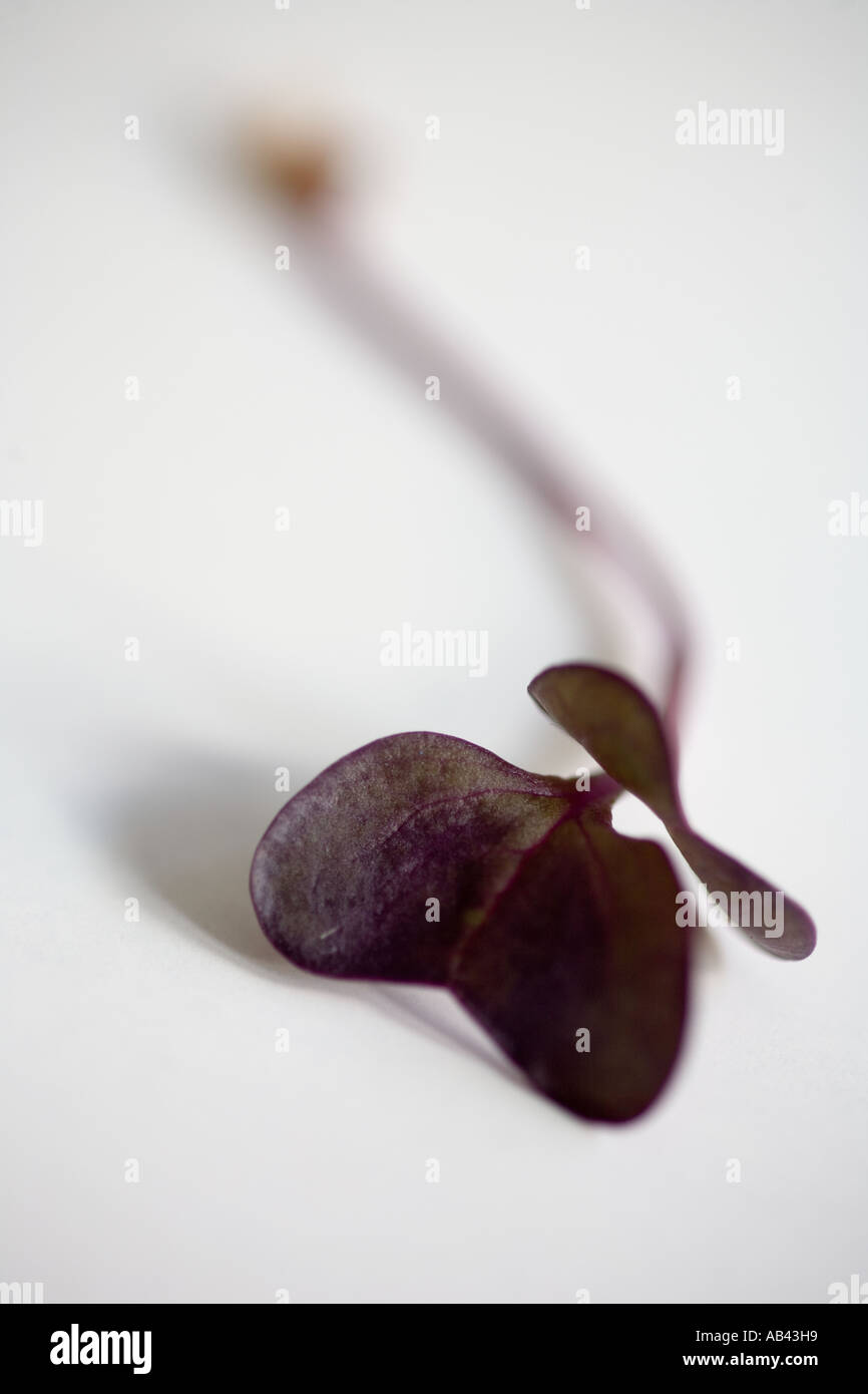 SEEDLING OF SAKURA CRESS PART OF MIX GROWN IN HOLLAND FOR CONNOISEURS ...