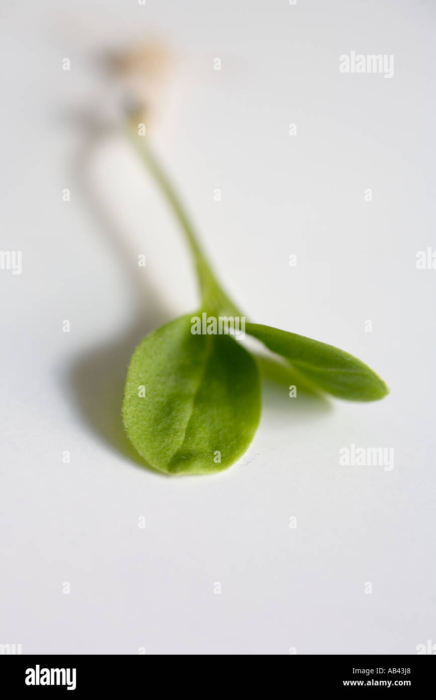 Sakura cress hi-res stock photography and images - Alamy