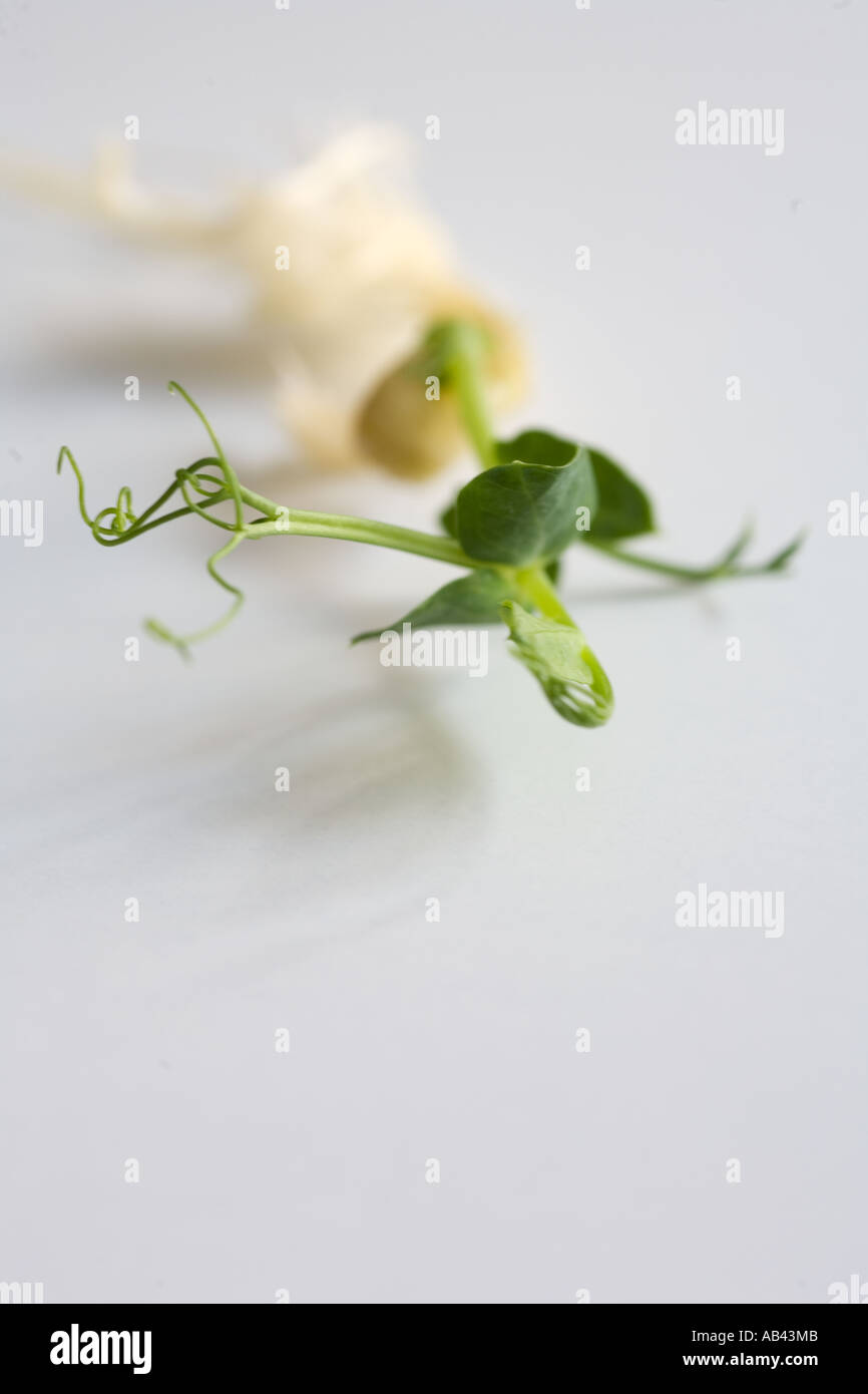 SEEDLINGS OF AFFILA PART OF SAKURA CRESS MIX FOR CONNOISSEURS GROWN IN ...
