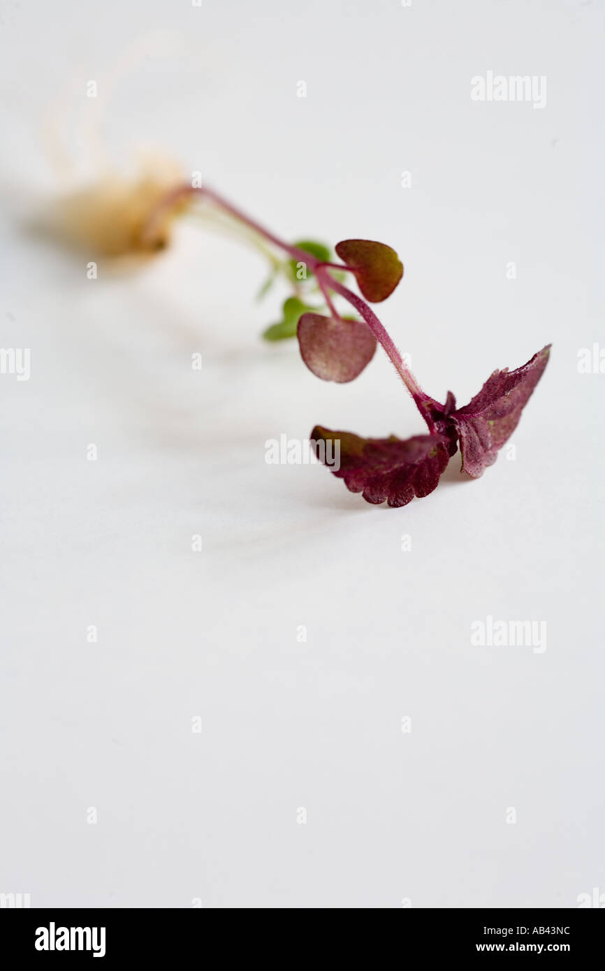 Shiso cress hi-res stock photography and images - Alamy