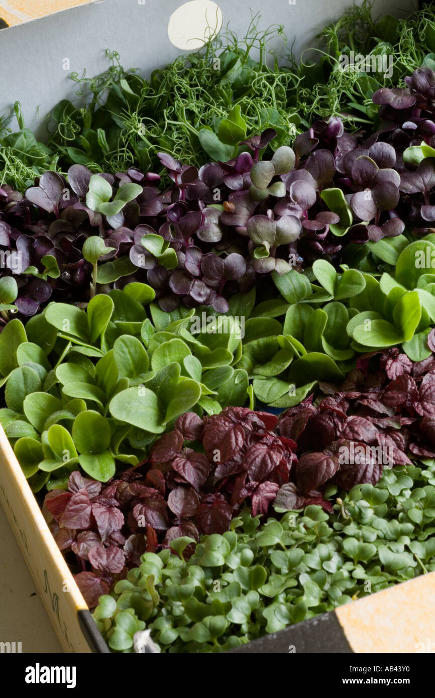 Sakura cress hi-res stock photography and images - Alamy