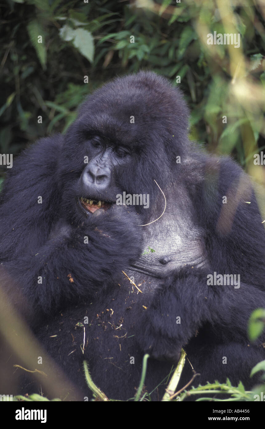 A silverback gorilla in the Parc Des Volcans in Rwanda Stock Photo - Alamy