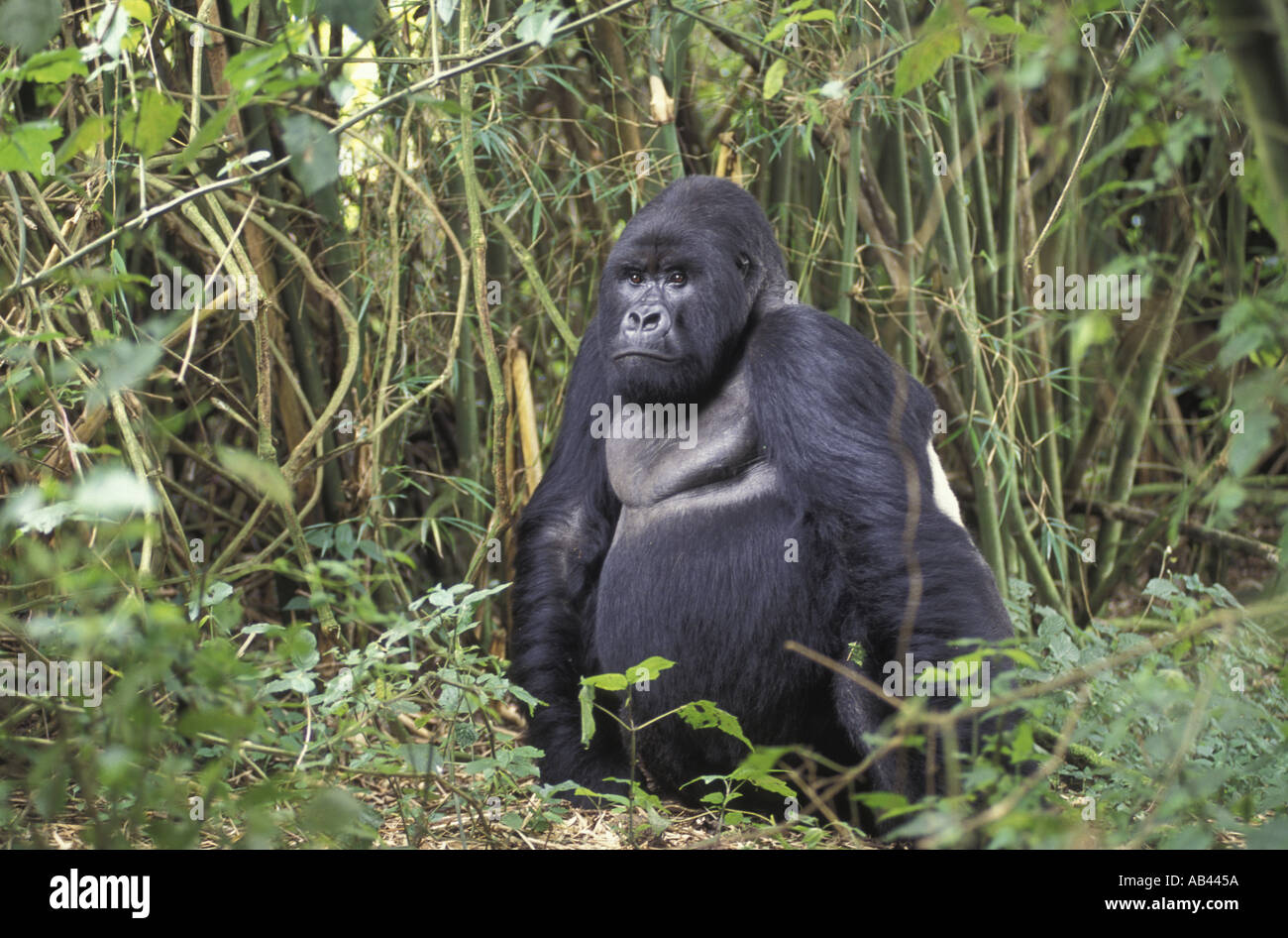 A silverback gorilla in the Parc Des Volcans in Rwanda Stock Photo - Alamy
