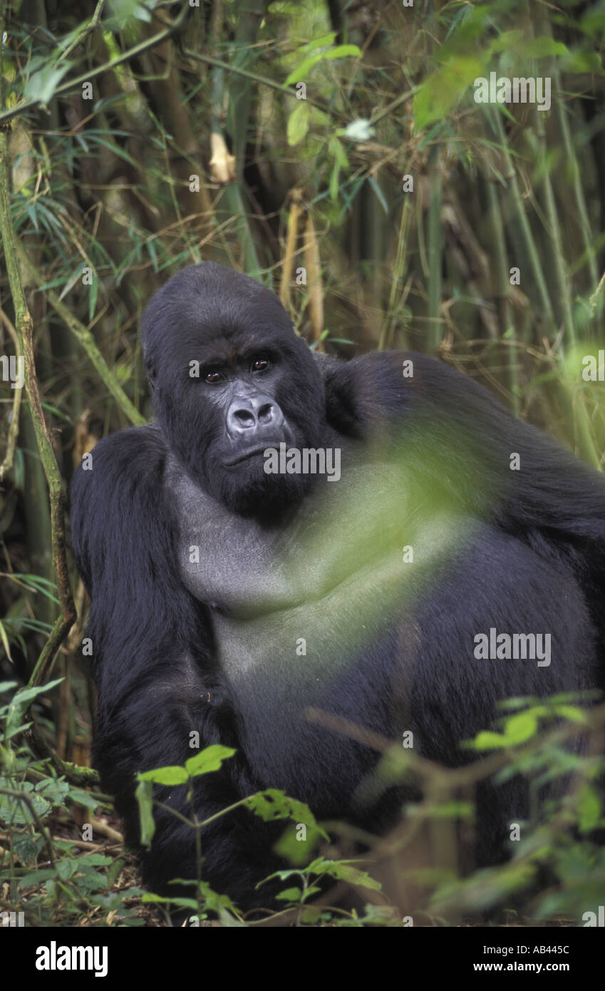 A silverback gorilla in the Parc Des Volcans in Rwanda Stock Photo - Alamy