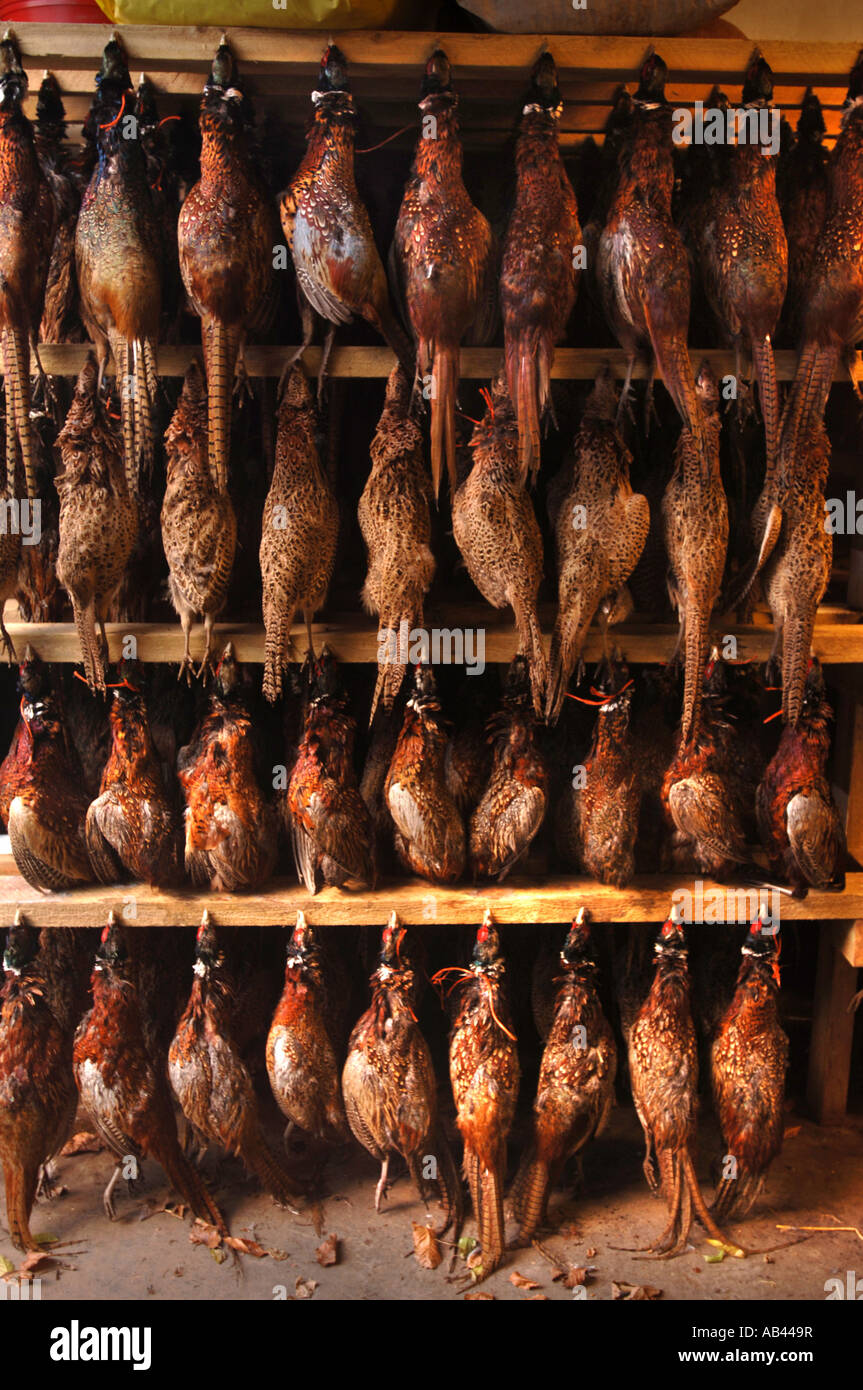 Pheasant rearing hi-res stock photography and images - Alamy