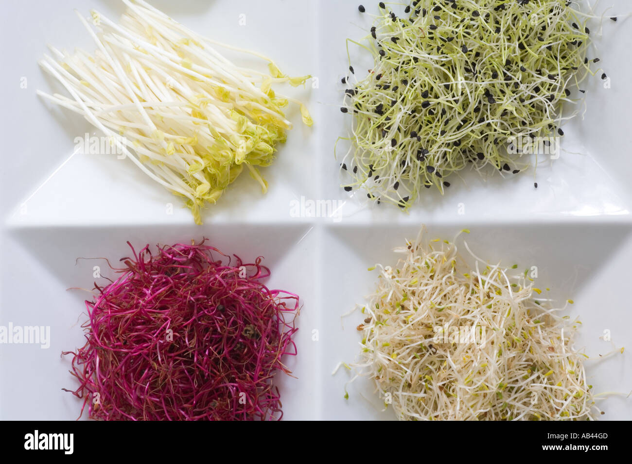 SPROUTING 4 DIFFERENT KINDS Stock Photo - Alamy