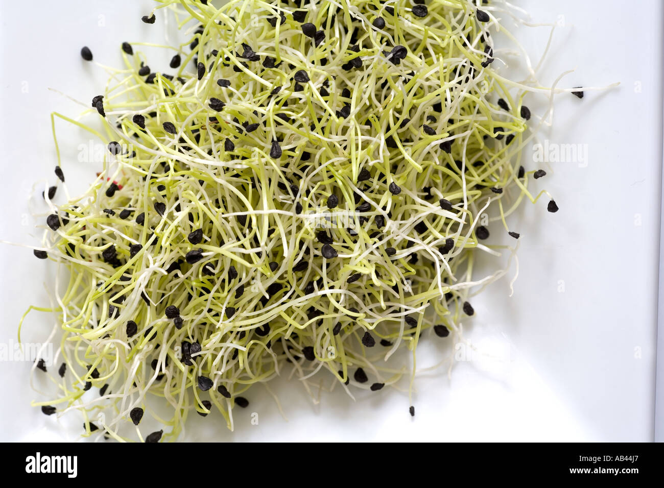 GARLIC SEED SPROUTING Stock Photo - Alamy