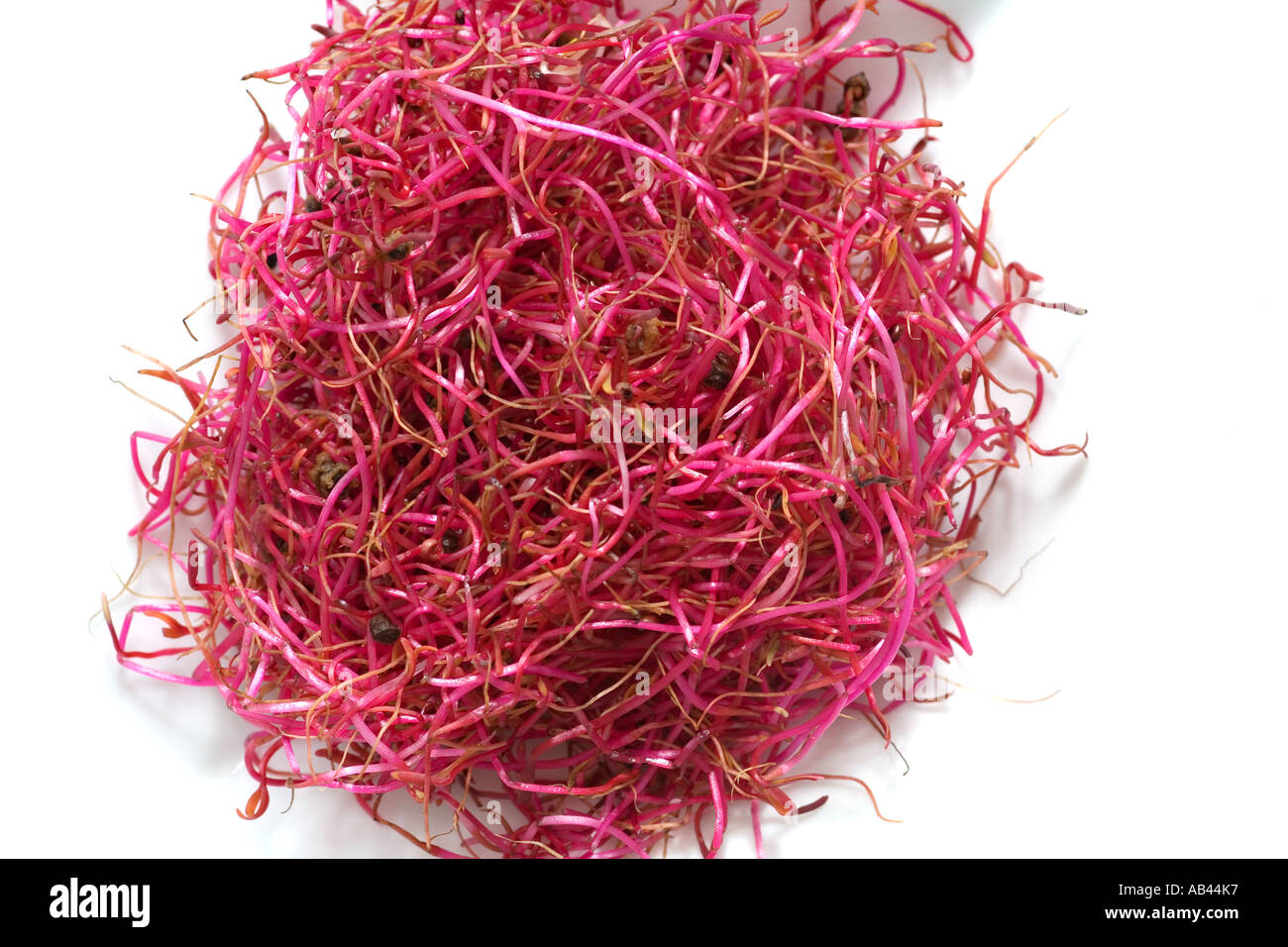 RED BEET SPROUTING Stock Photo - Alamy