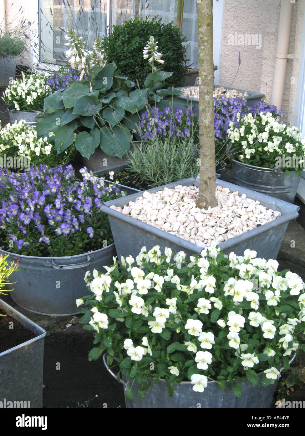 GROUP OF GALVANISED METAL CONTAINERS WITH VIOLA MAGNIFICO HOSTAS ...
