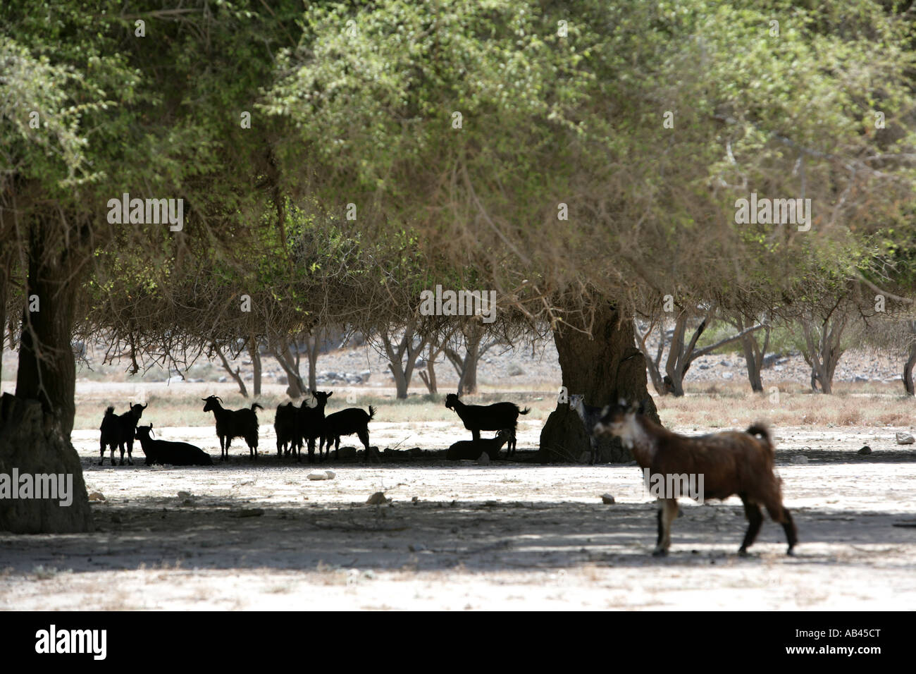 Omn sultanat oman enclave musandam hi-res stock photography and images ...