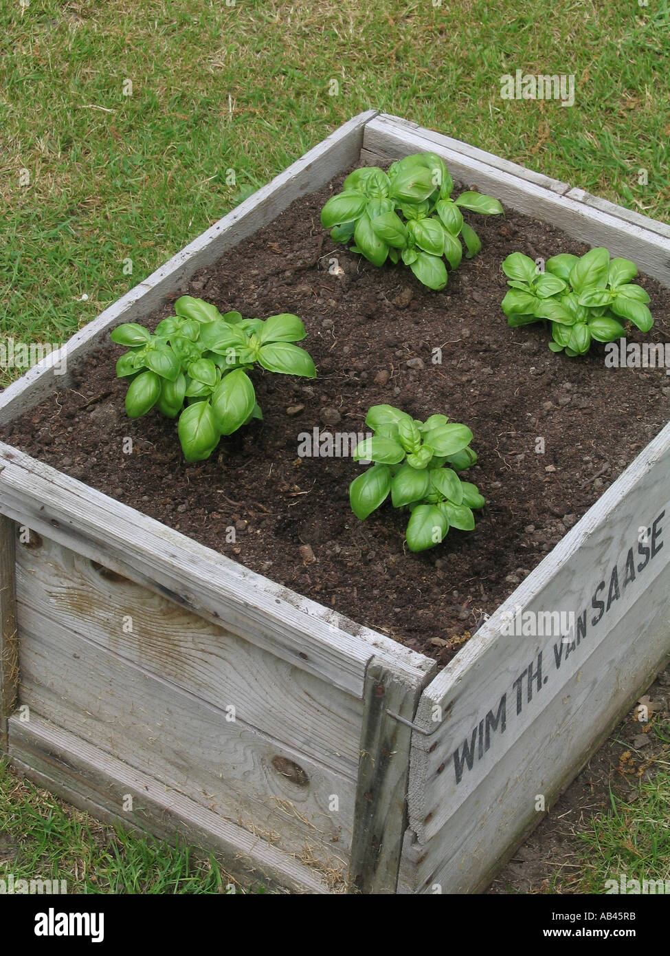 WOODEN CRATE FILLED WITH GROWING COMPOST AND BASIL SEEDLINGS Stock ...