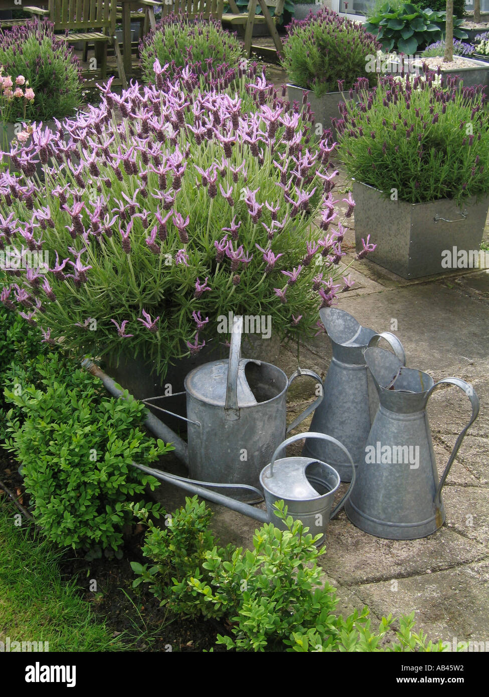 GALVANISED CONTAINERS ON TERRACE BEHIND LOW BOX HEDGE WITH WATERING ...