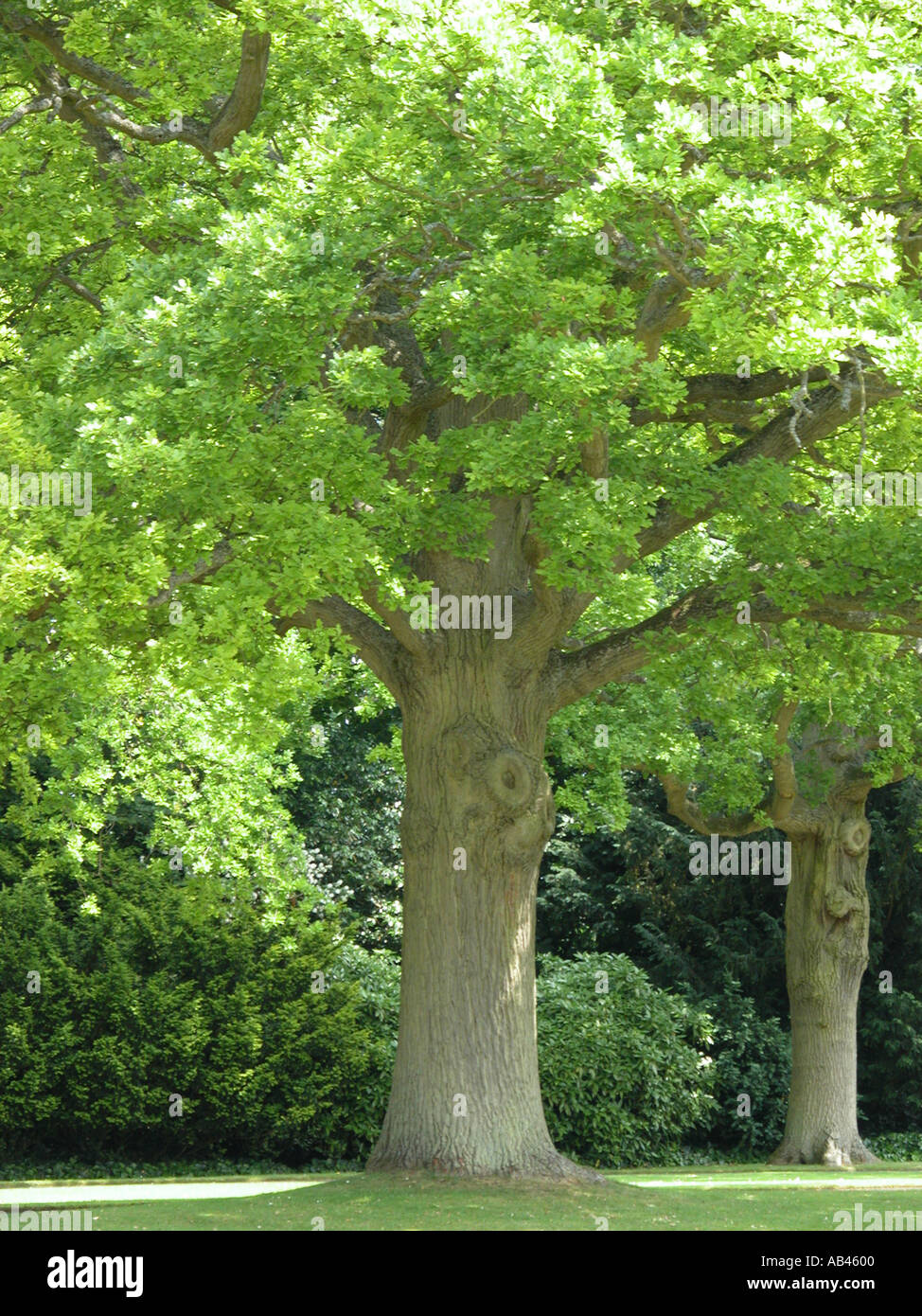 Oak tree avenue hi-res stock photography and images - Alamy