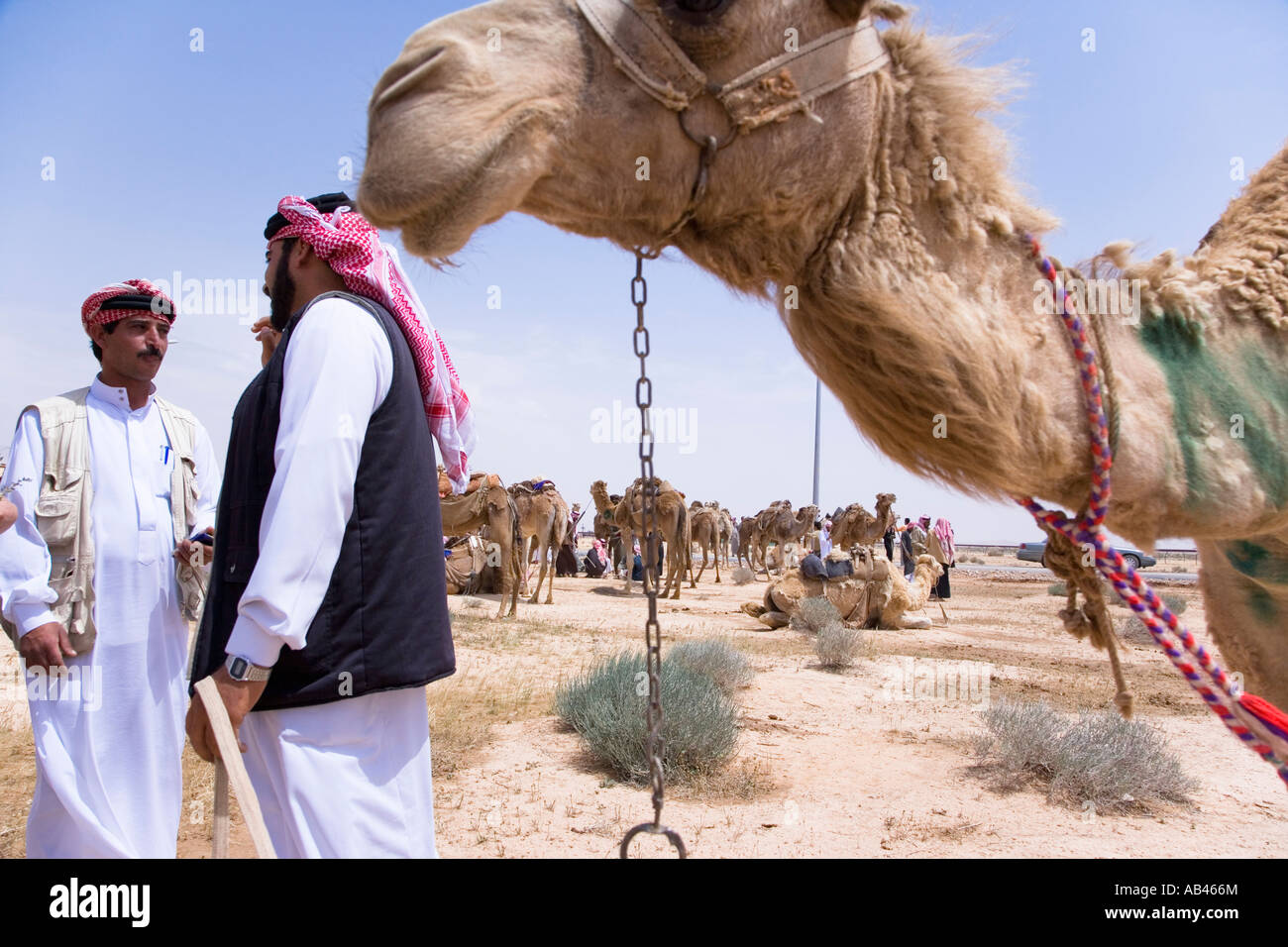 Camel races palmyra syria hi-res stock photography and images - Alamy
