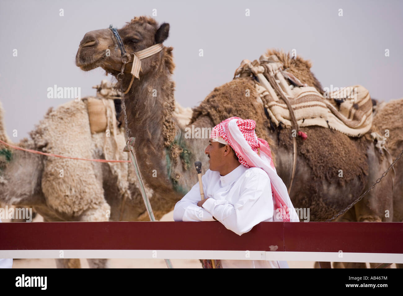 Camel races palmyra syria hi-res stock photography and images - Alamy