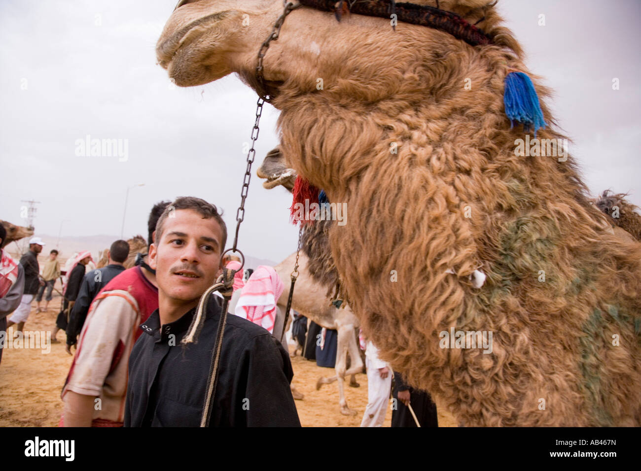 The camel races at Palmyra SYRIA Stock Photo - Alamy