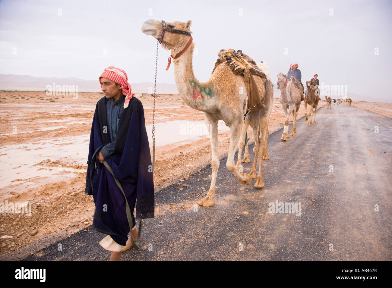 Camel races palmyra syria hi-res stock photography and images - Alamy