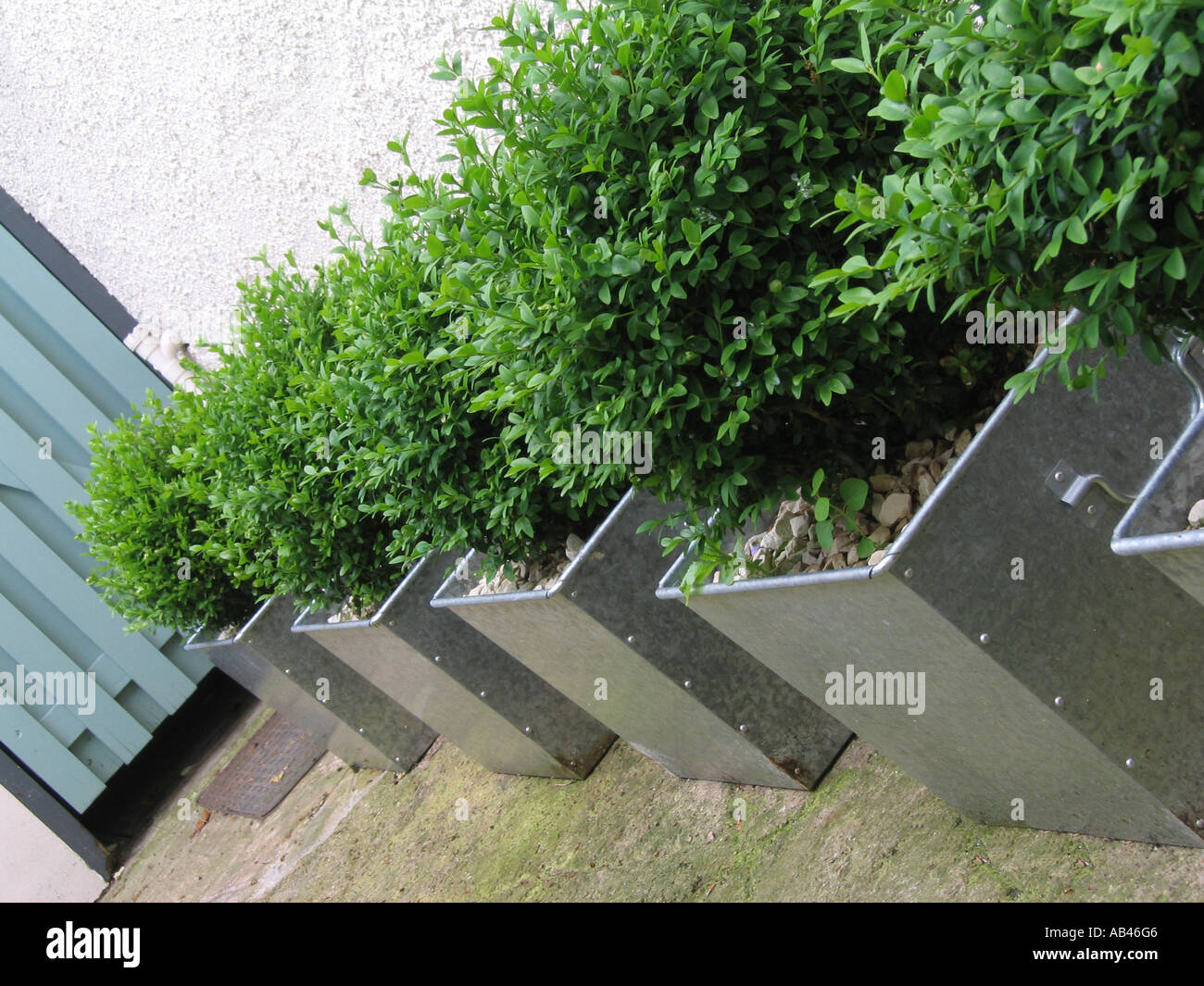 ROW OF BOX SHRUBS BUXUS CLIPPED INTO ROUND BALL SHAPES CONTAINER BOXES ...