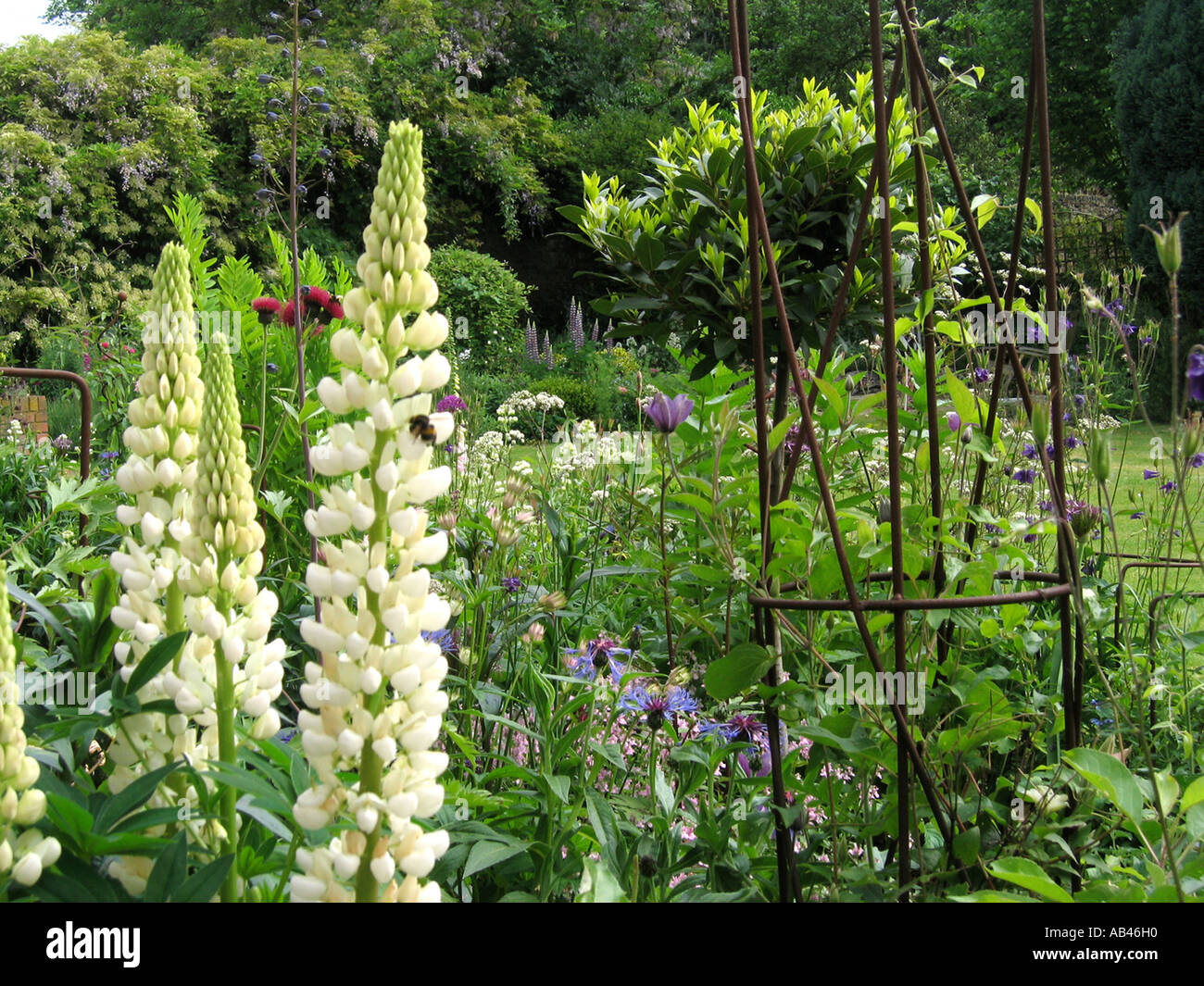 WHITE LUPIN VARIETY NOBLE MAIDEN METAL OBELISK FOR CLEMATIS AND CLIMBER ...