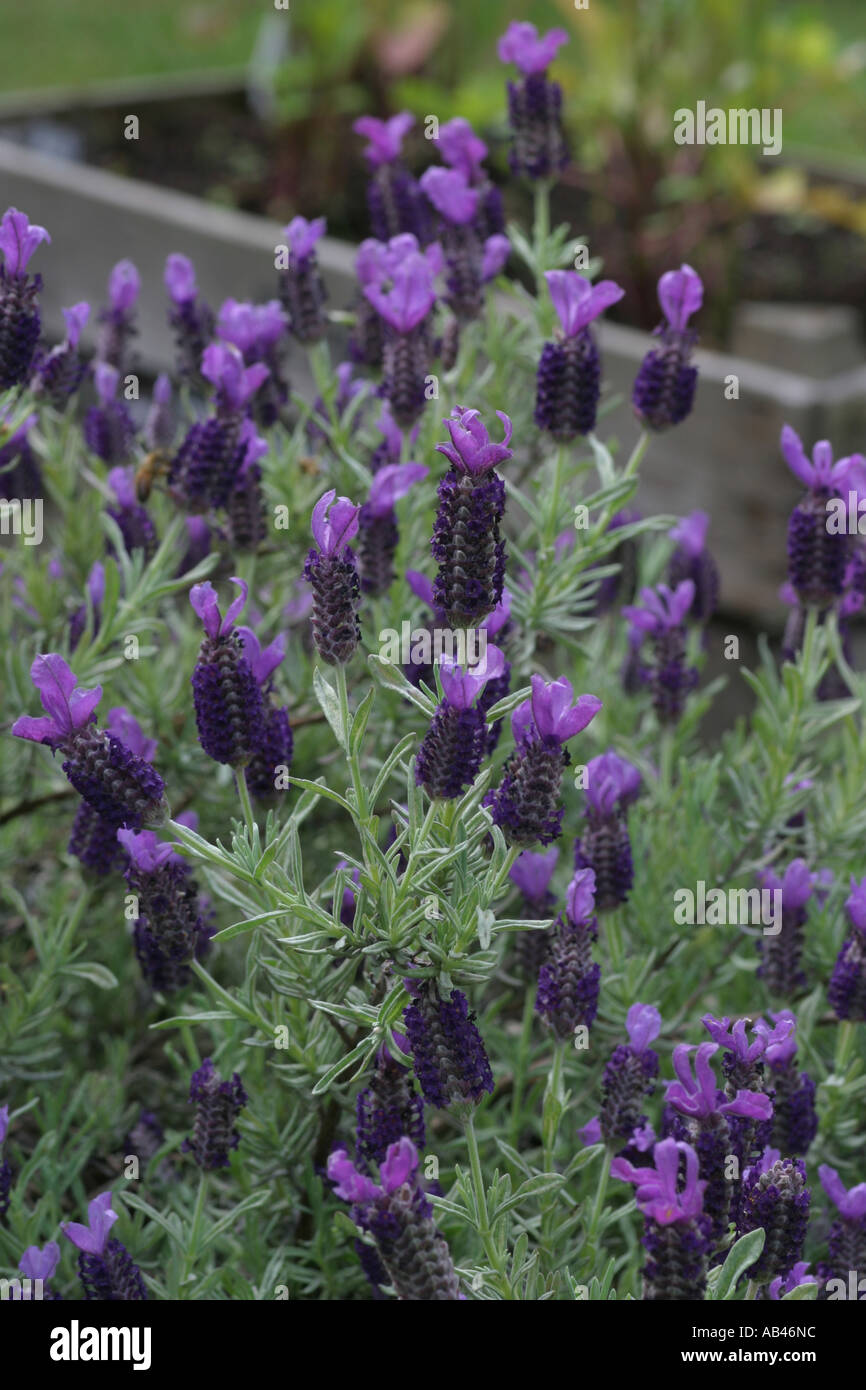 LAVENDER STOECHAS FAT HEAD Stock Photo - Alamy
